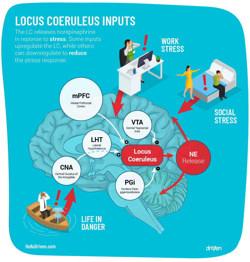 3 Ways To Regulate Norepinephrine - Driven