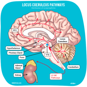 3 Ways To Regulate Norepinephrine - Driven