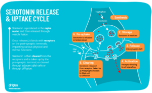 Serotonin And Its Unusual Role In The Brain - Driven