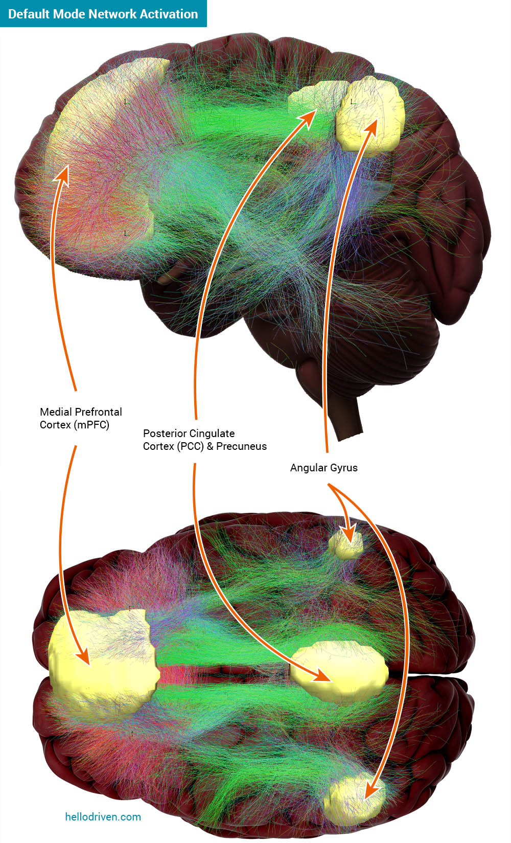 Default Mode Network In Peer Support Driven Resilience